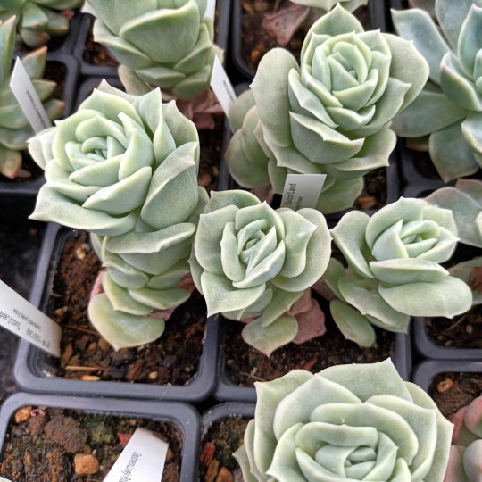 Succu'Land production et vente de plantes succulentes et cactus