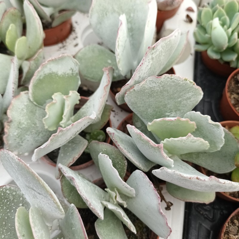 Cotyledon Orbiculata Entretien
